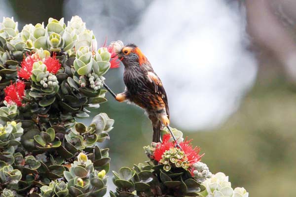 Four native bird species face ‘extinction crisis’ | News, Sports, Jobs ...
